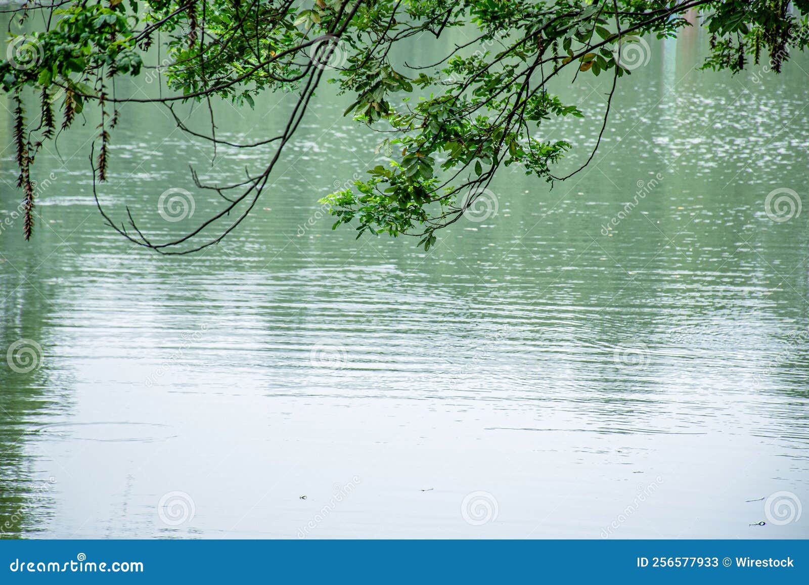 Texture of the River Water Surface with Green Tree Branches Stock Image ...