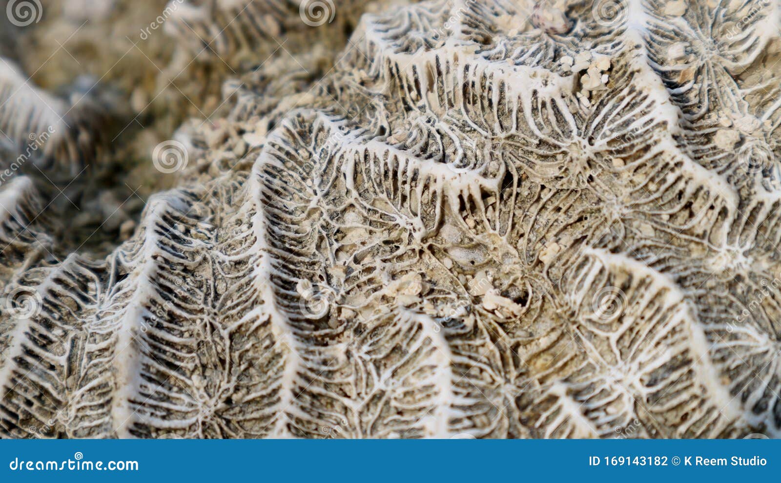 The Texture of the Rock is Bumpy and Striped, the Background is Blurred ...