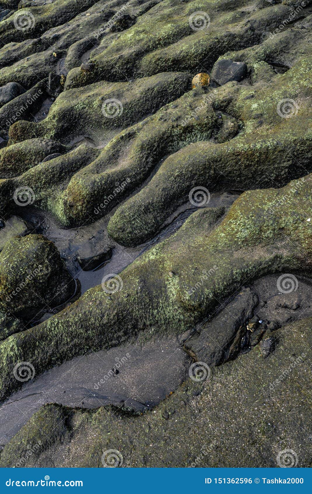 Texture of Rocky Ocean Floor Stock Photo - Image of aqua, background ...