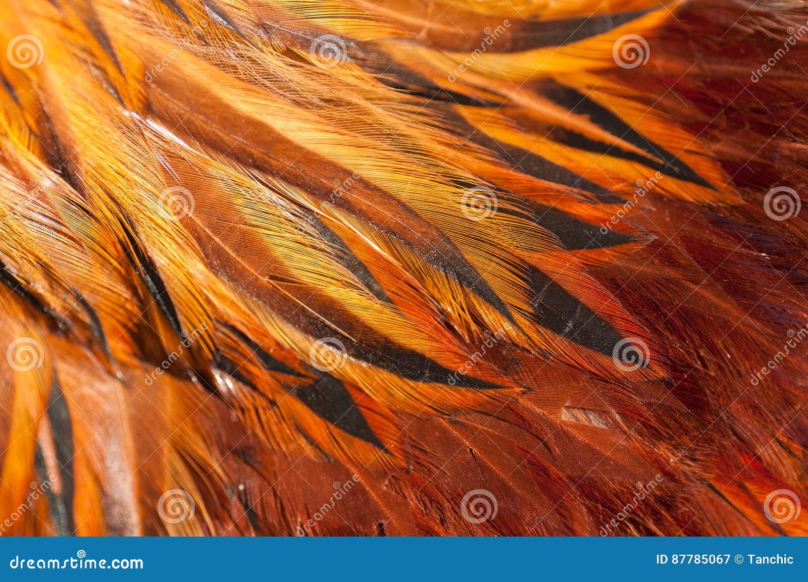 Texture Rooster Feather Red Stock Image - Image of feather, macro: 87785067