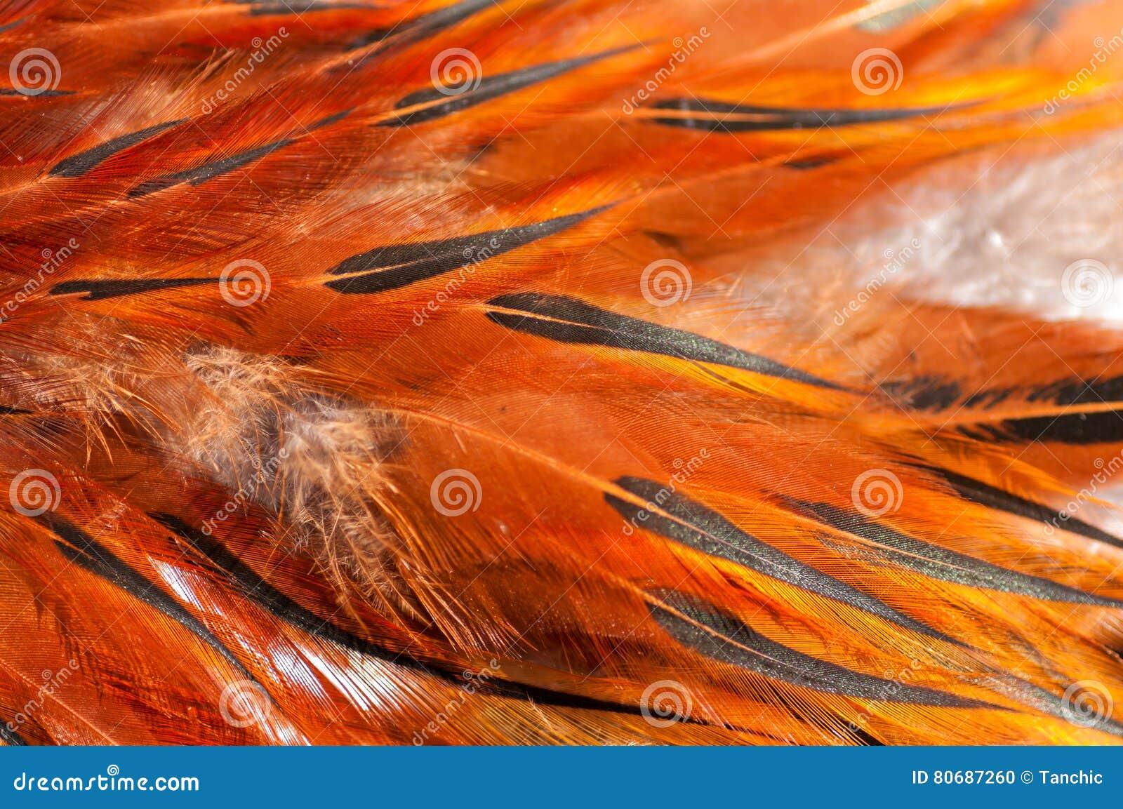 Texture Rooster Feather Red Stock Photo - Image of decoration, abstract ...