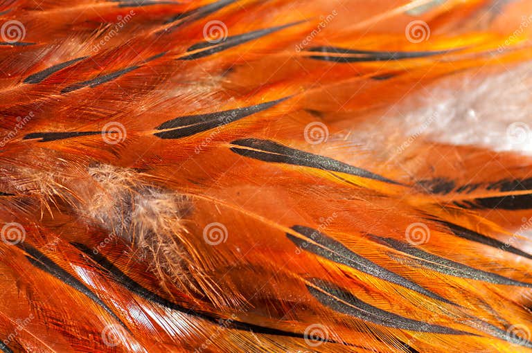 Texture Rooster Feather Red Stock Photo - Image of decoration, abstract ...