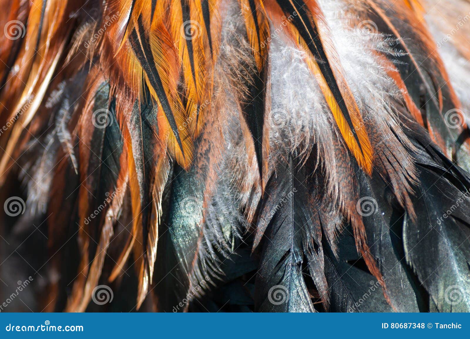 Texture Rooster Feather Red and Green Stock Photo - Image of chicken ...