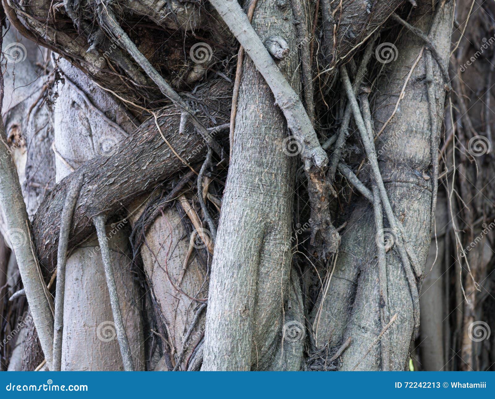 Texture of the Root Form Old Giant Tree Stock Image - Image of nature ...
