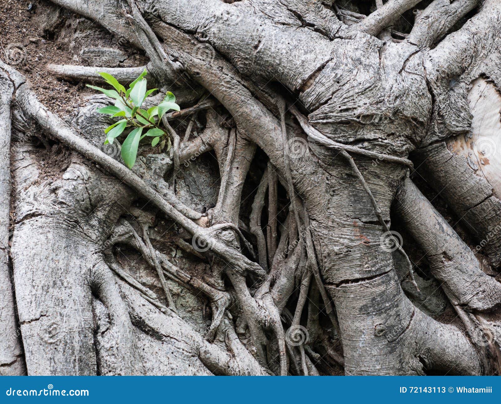 Texture of the root stock image. Image of plant, tree - 72143113