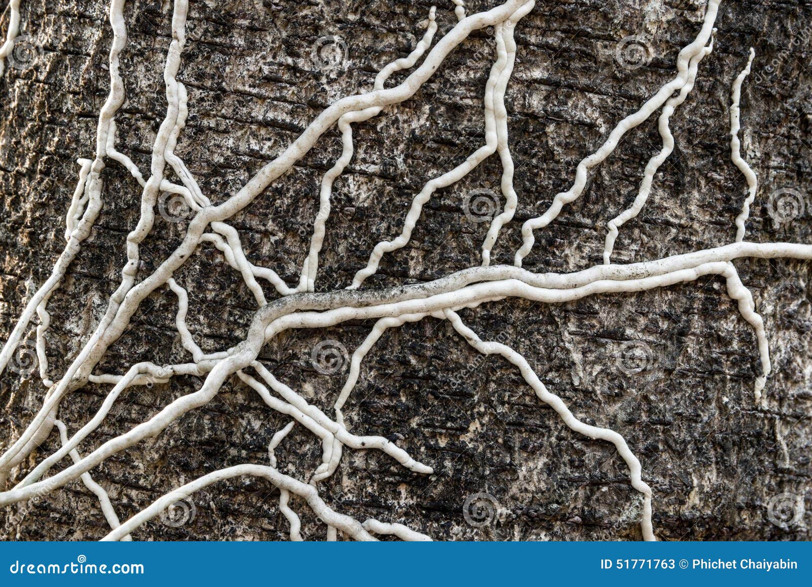 Texture of root stock image. Image of garden, skin, abstraction - 51771763