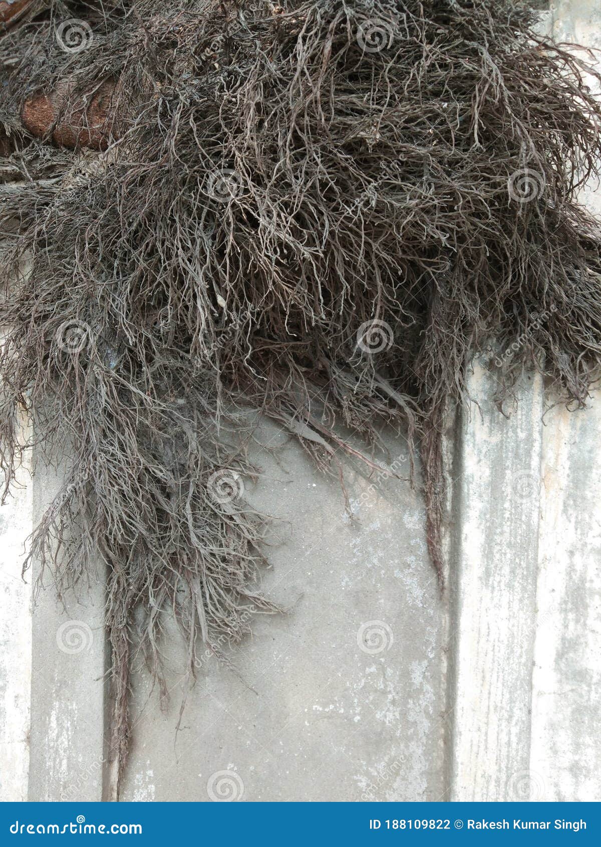 Texture of root on wall stock photo. Image of destroy - 188109822