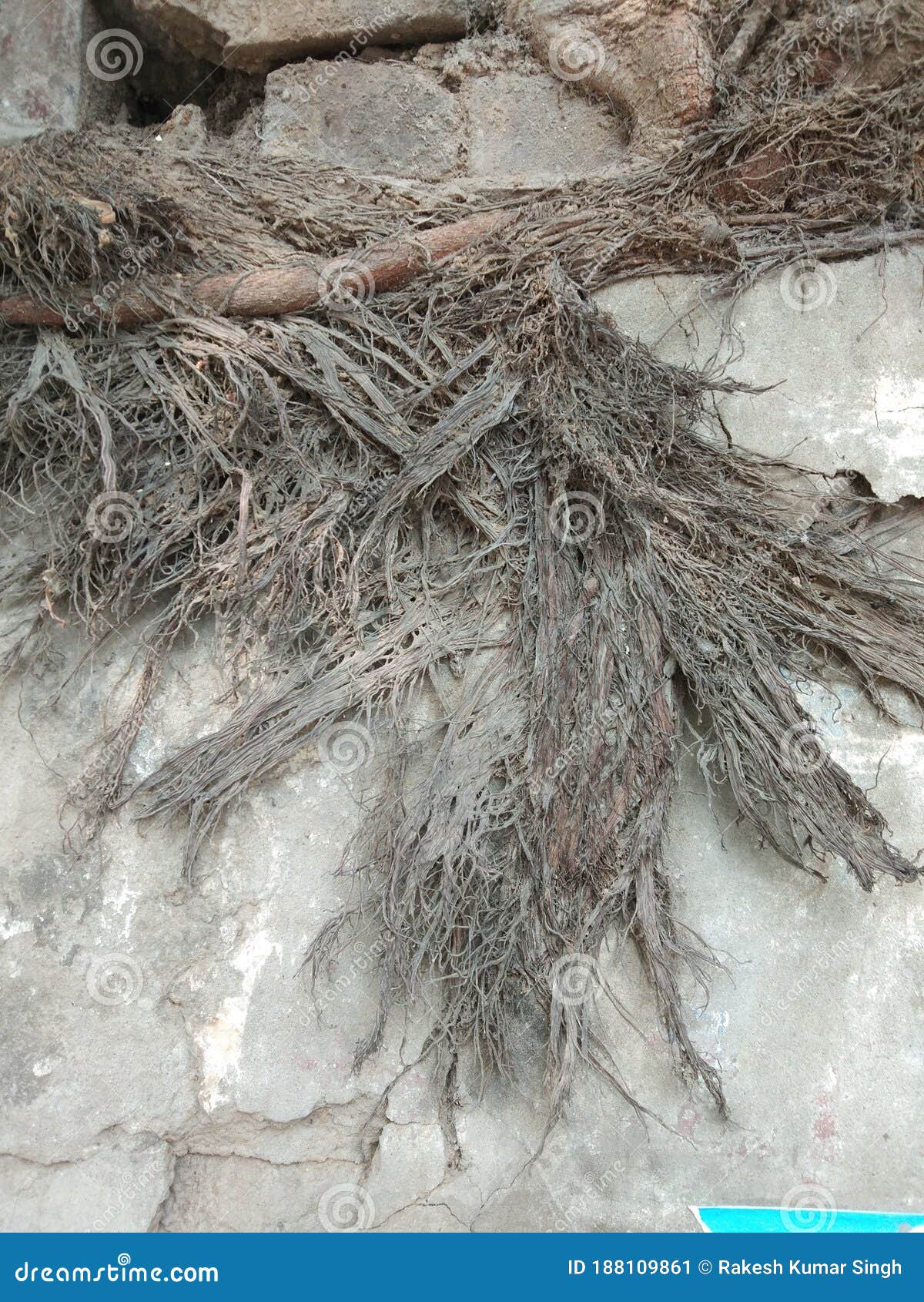 Texture of root on wall stock image. Image of architecture - 188109861