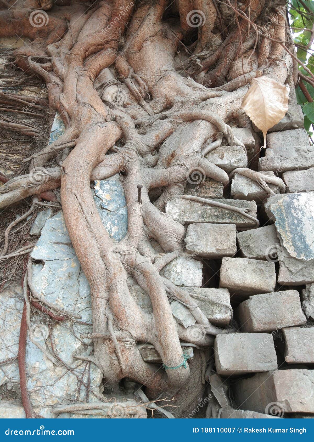 Texture of root on wall stock image. Image of memories - 188110007