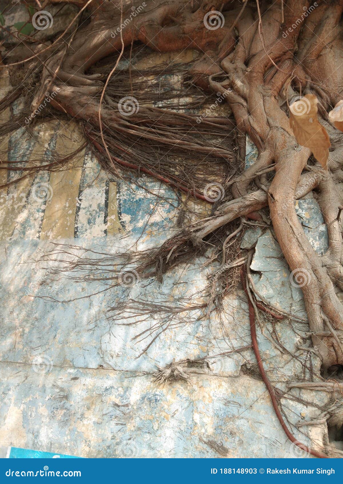 Texture of root on wall stock image. Image of landmark - 188148903