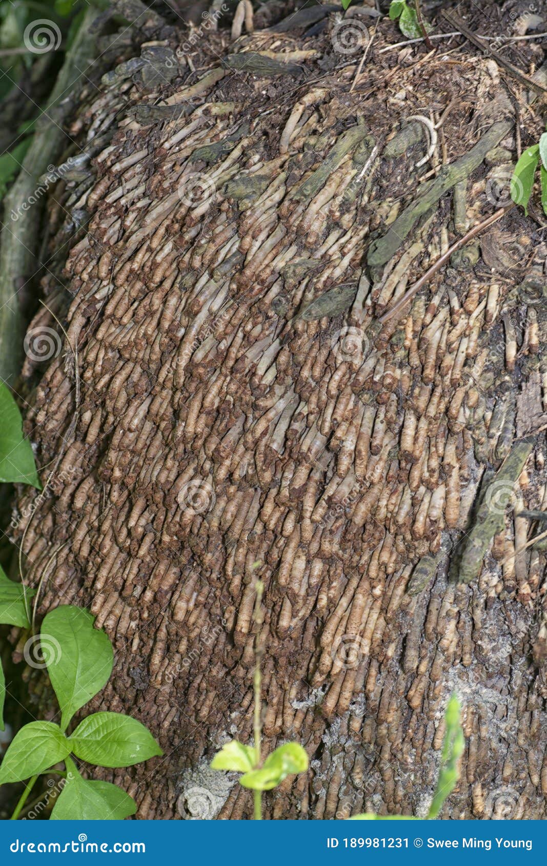 Texture of the Rooty Out of the Trunk Stock Image - Image of grow, lush ...