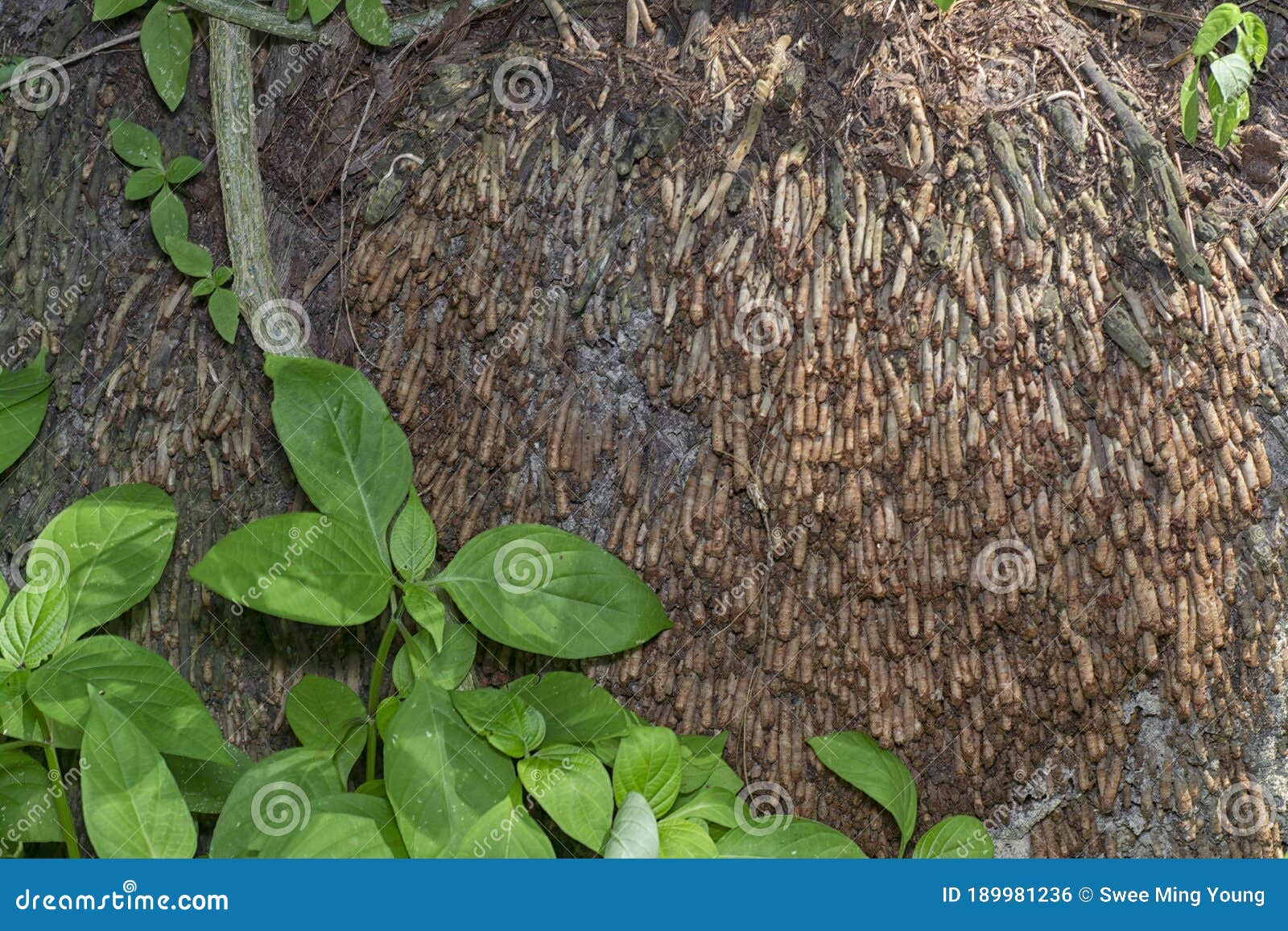 Texture of the Rooty Out of the Trunk Stock Photo - Image of grow ...