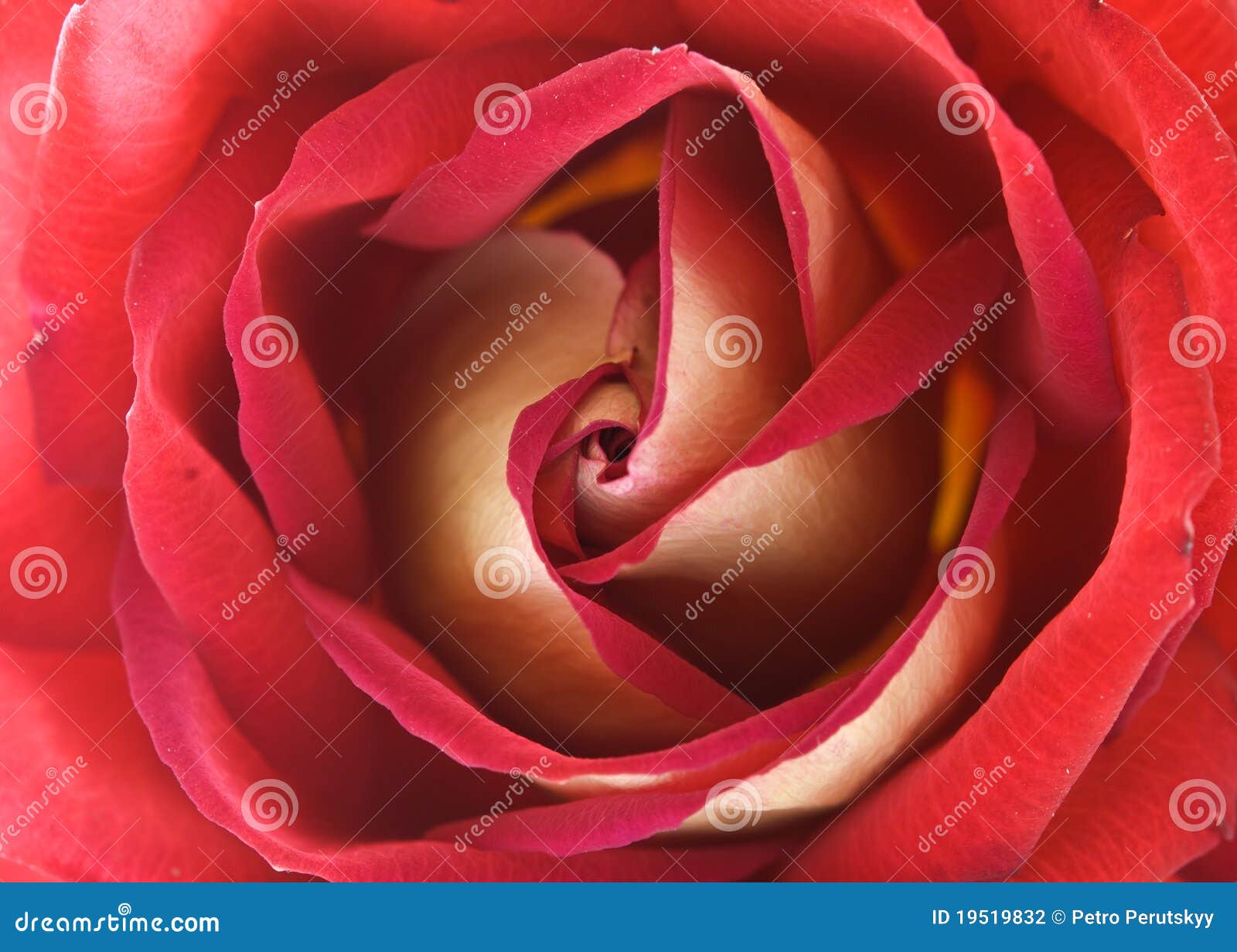 Texture of rose stock photo. Image of nature, white, beauty - 19519832