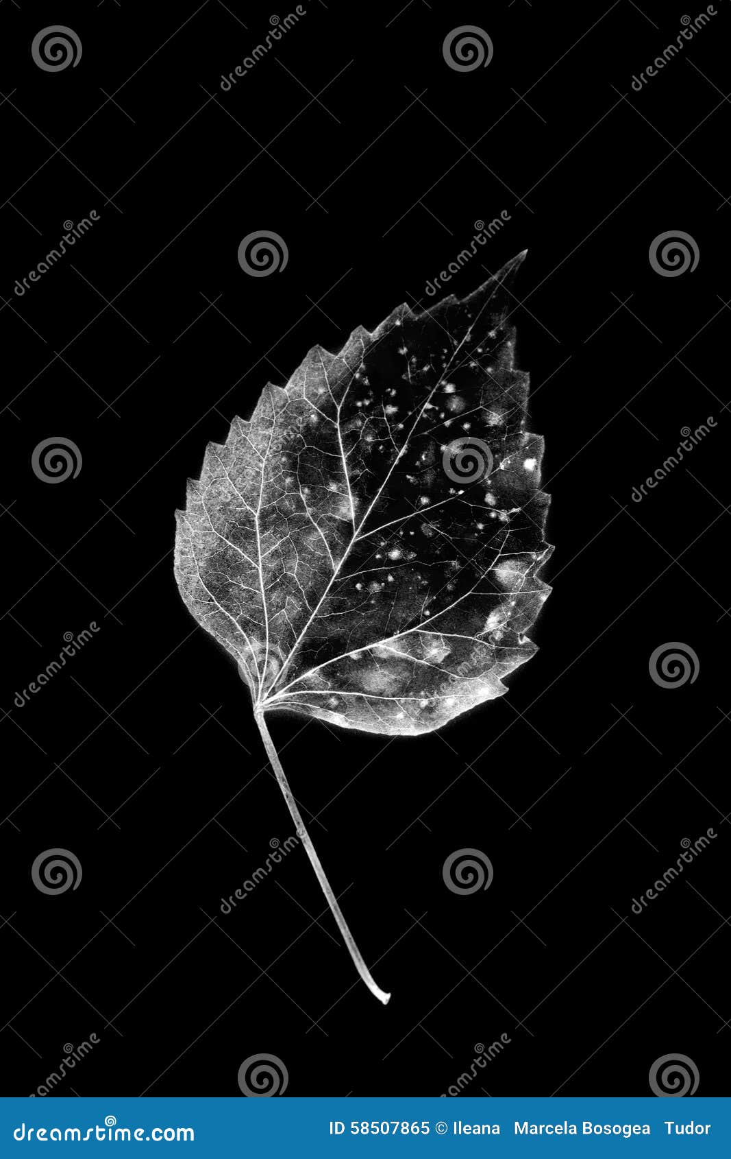 Texture with rotten leaves stock image. Image of detail - 58507865