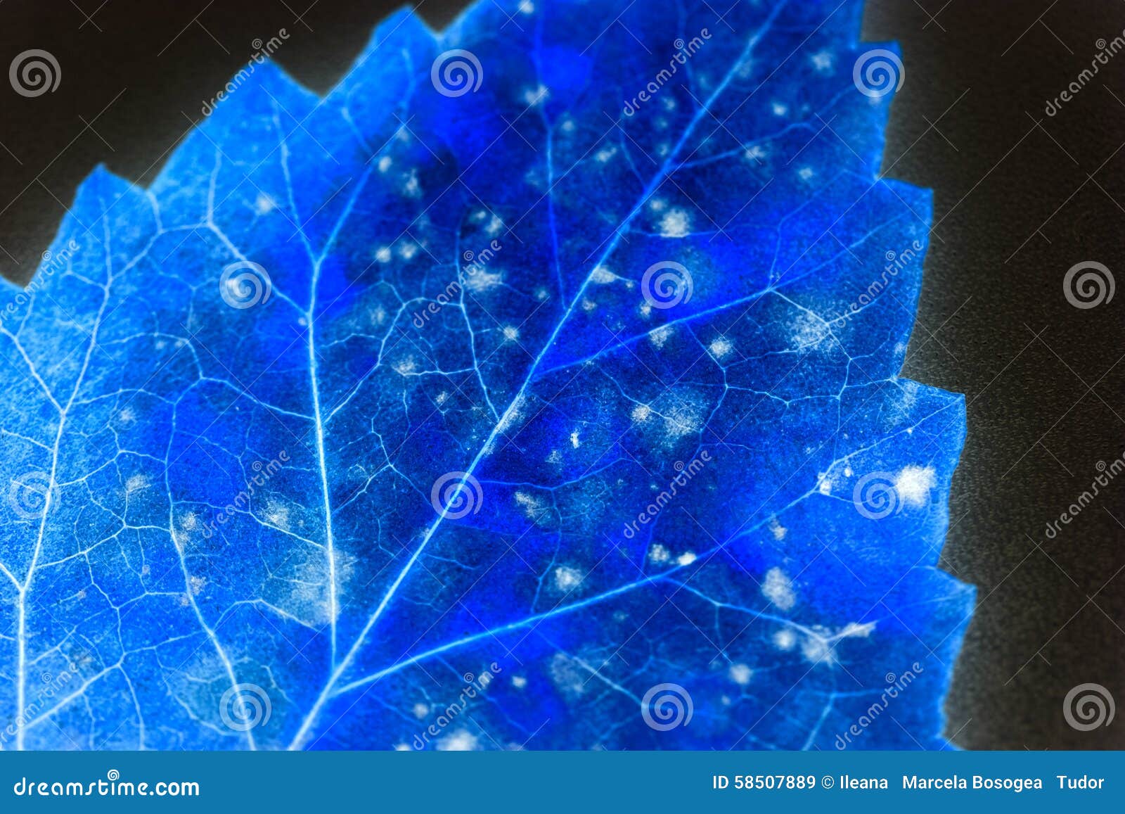 Texture with rotten leaves stock image. Image of fibers - 58507889