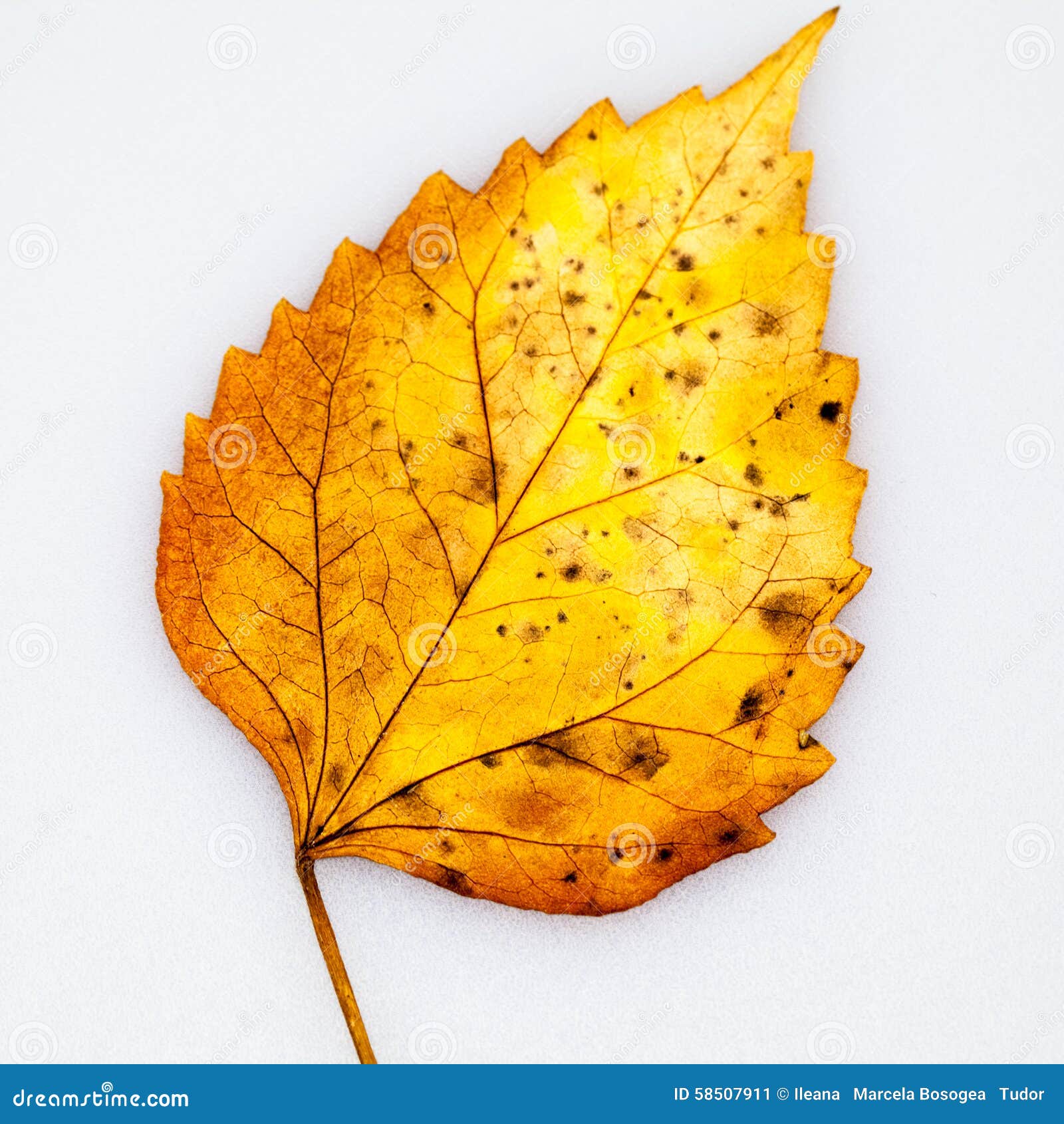 Texture With Rotten Leaves Royalty-Free Stock Photo | CartoonDealer.com ...