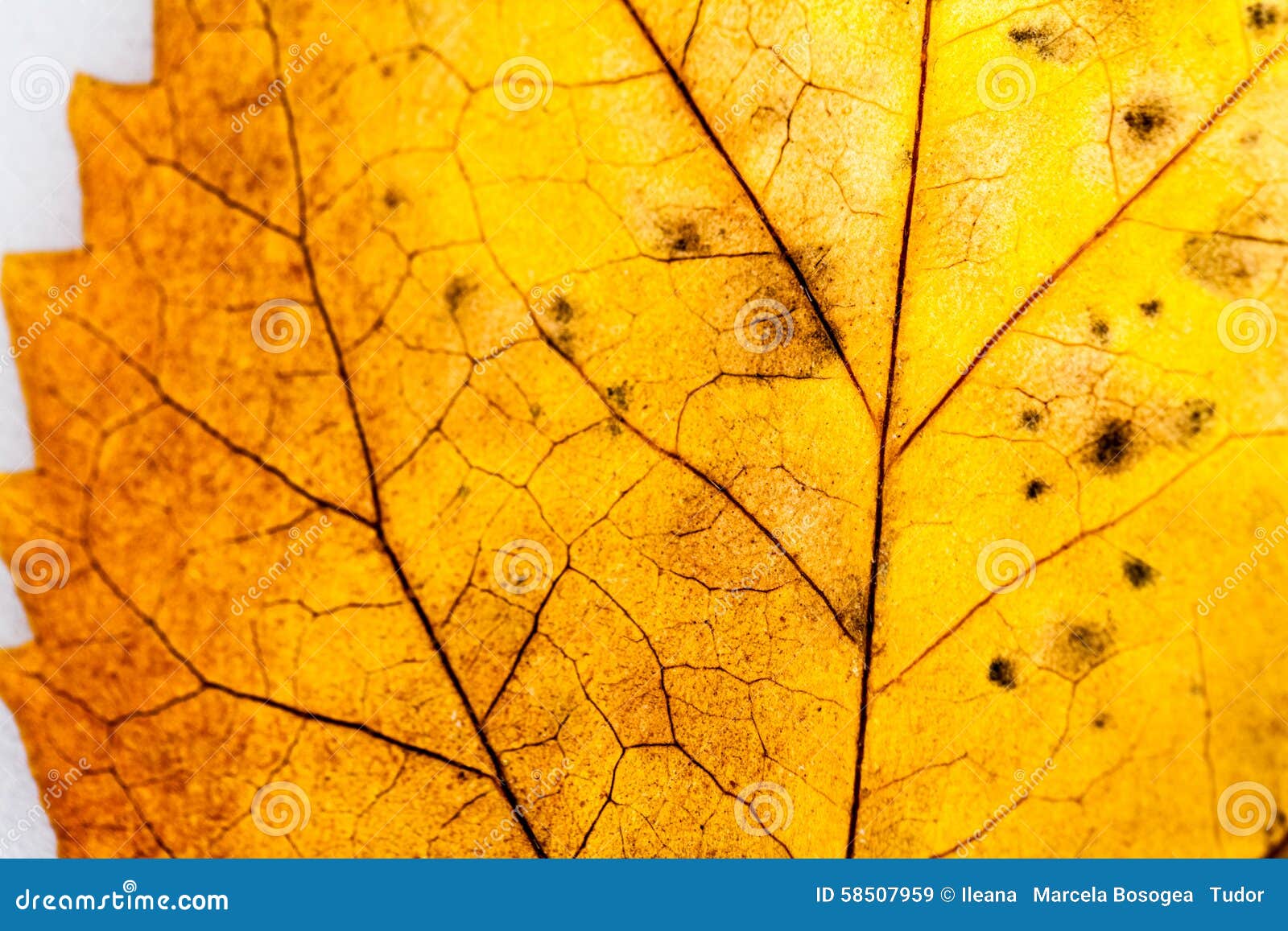 Texture with rotten leaves stock image. Image of organic - 58507959