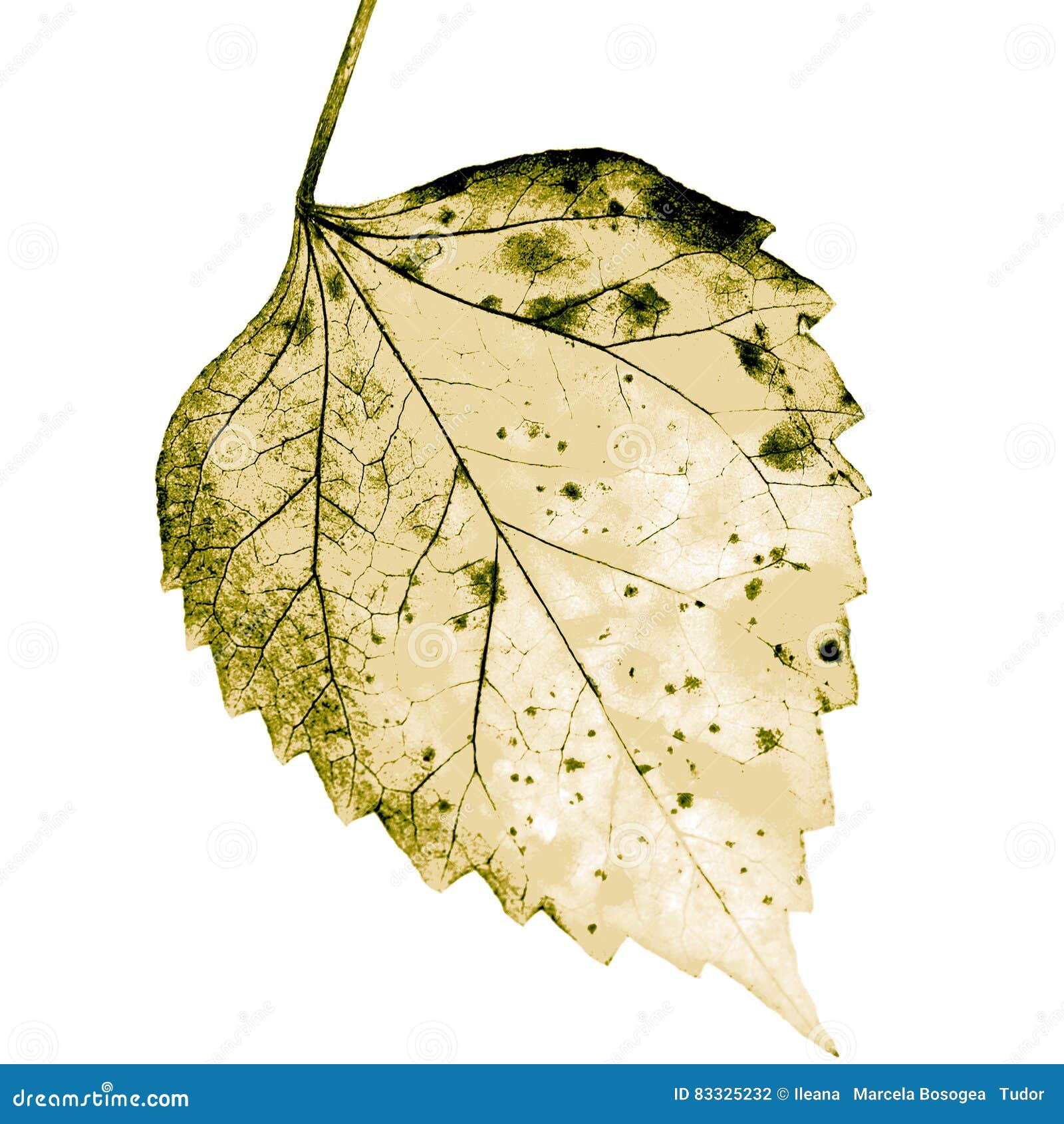 Texture With Rotten Leaves With Fibers Royalty-Free Stock Image ...