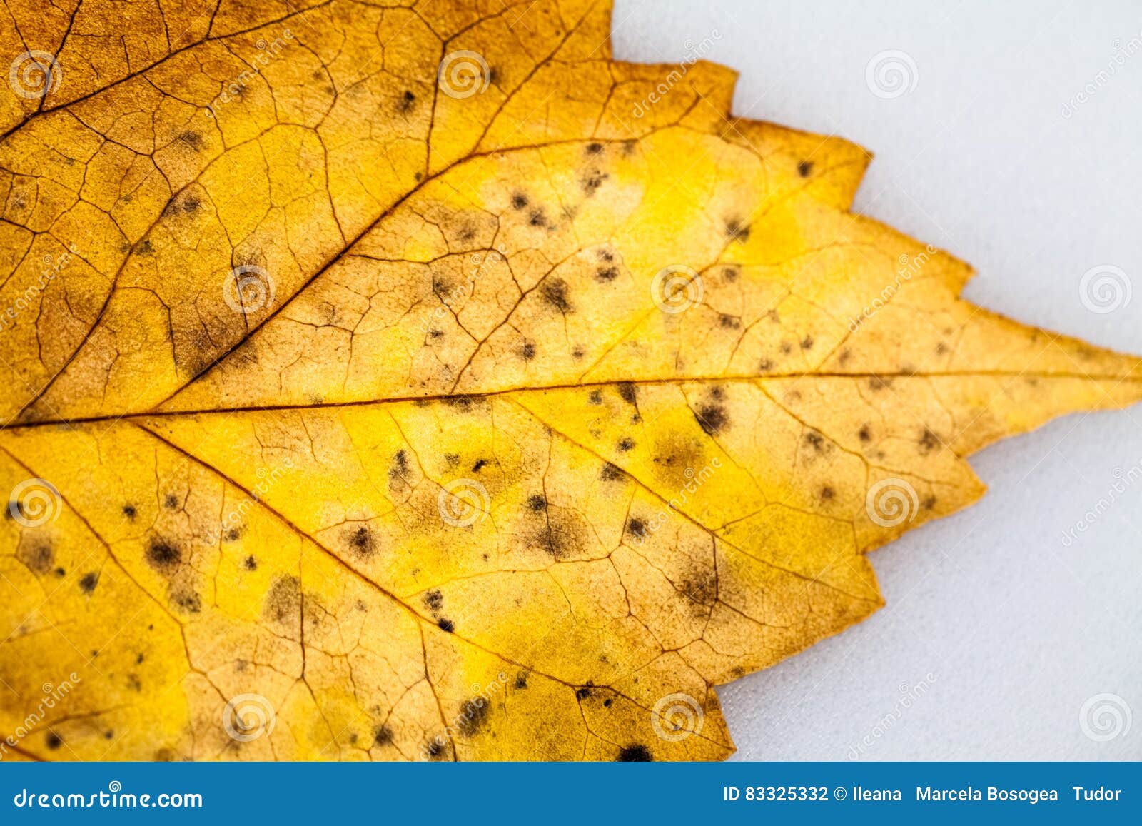 Texture with rotten leaves stock photo. Image of floral - 83325332