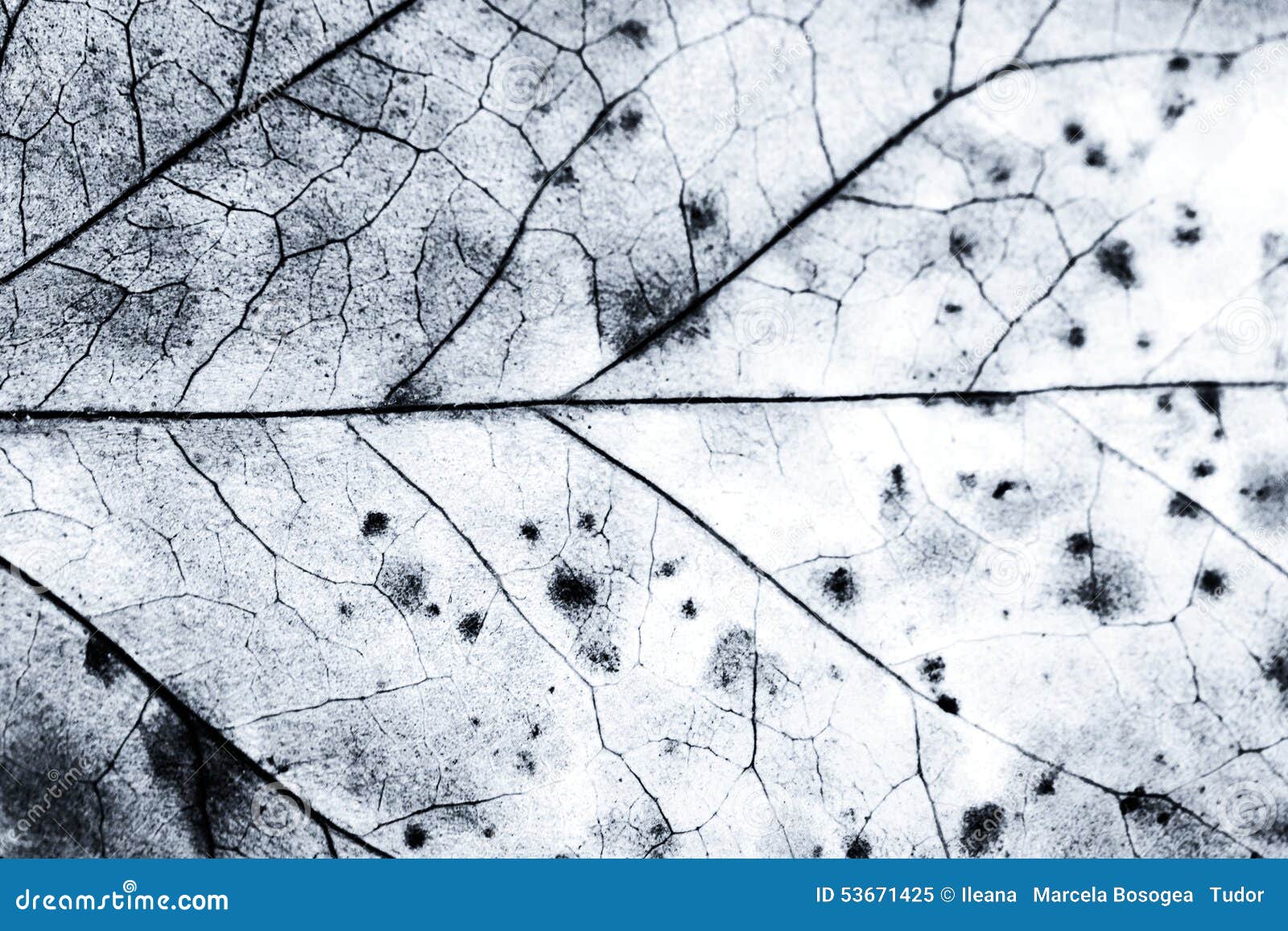 Texture with Rotten Leaves with Fibers Stock Image - Image of macro ...