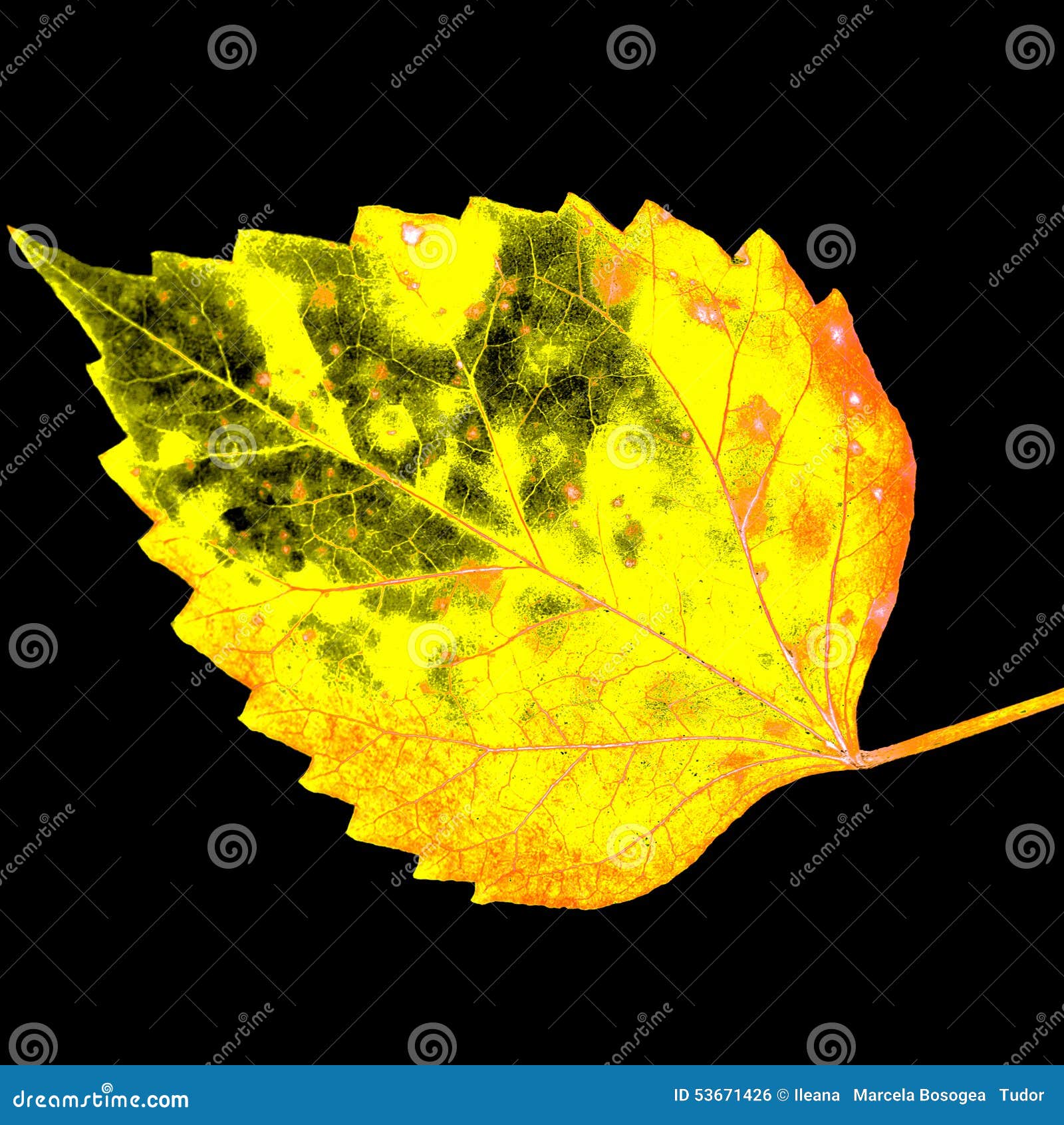 Texture with Rotten Leaves with Fibers Stock Photo - Image of dead ...