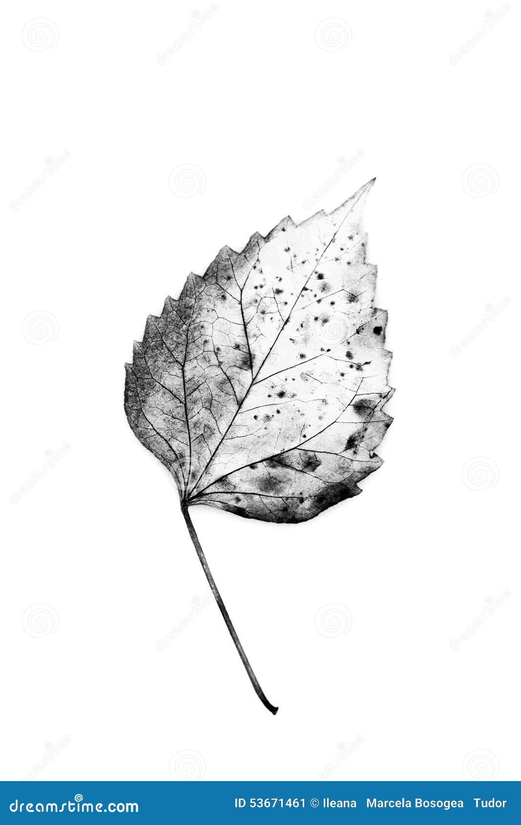 Texture with Rotten Leaves with Fibers Stock Image - Image of blue ...