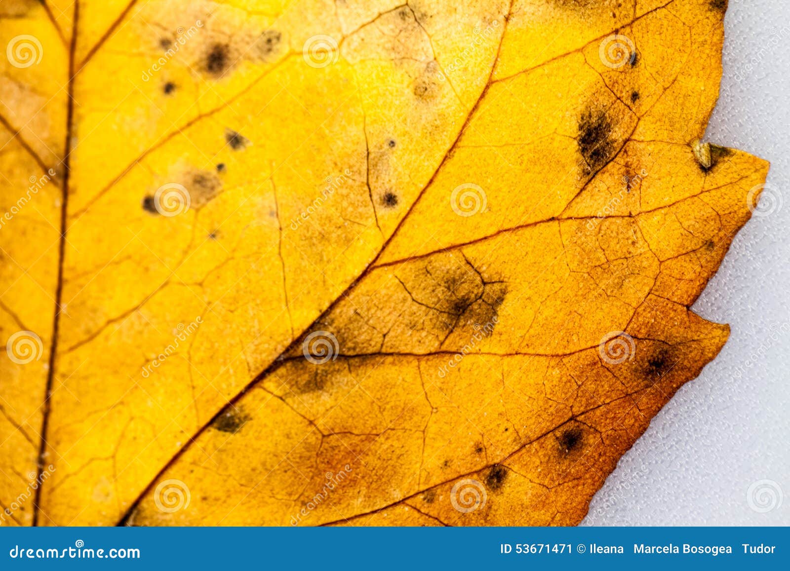 Texture with Rotten Leaves with Fibers Stock Image - Image of leaves ...