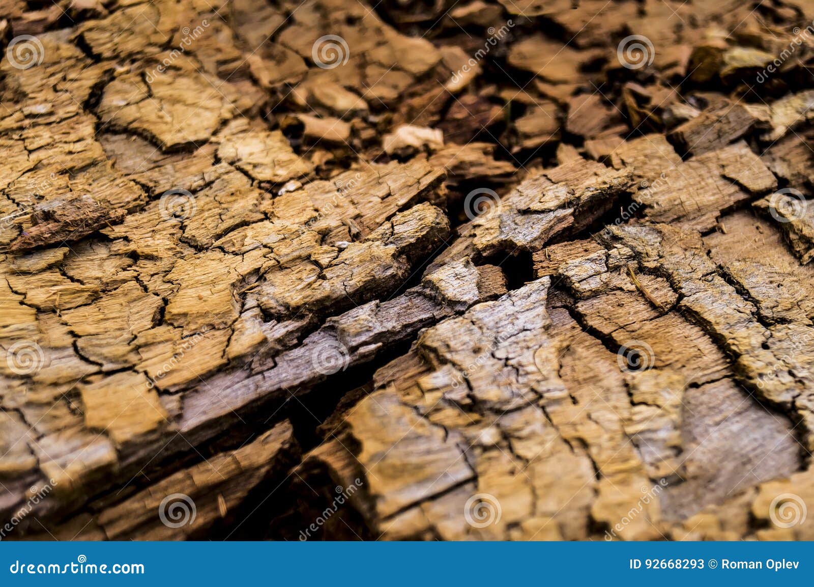 Texture of a Rotten Old Tree Torn Bark Stock Image - Image of wood ...