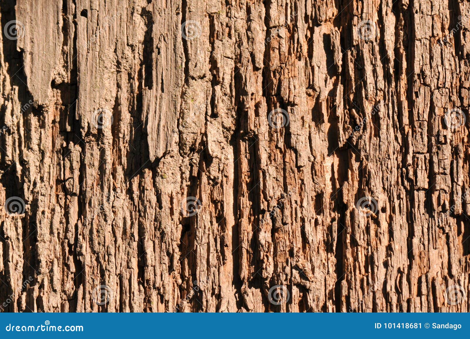 Texture of Rotten Bark Wood Stock Image - Image of ground, ring: 101418681