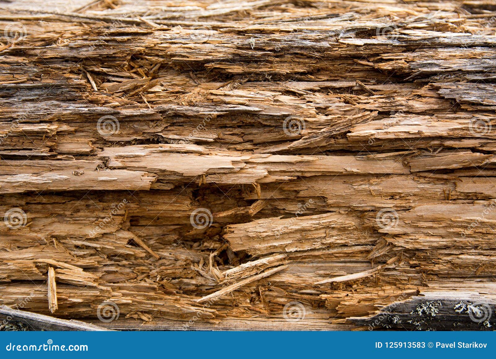 Texture of a Rotten Old Tree Stock Image - Image of deadwood, holey ...