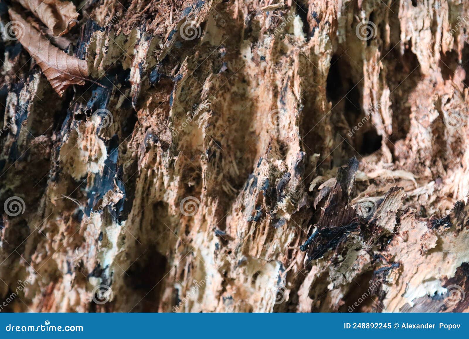 The Texture of a Rotten Tree in the Forest Stock Image - Image of loose ...