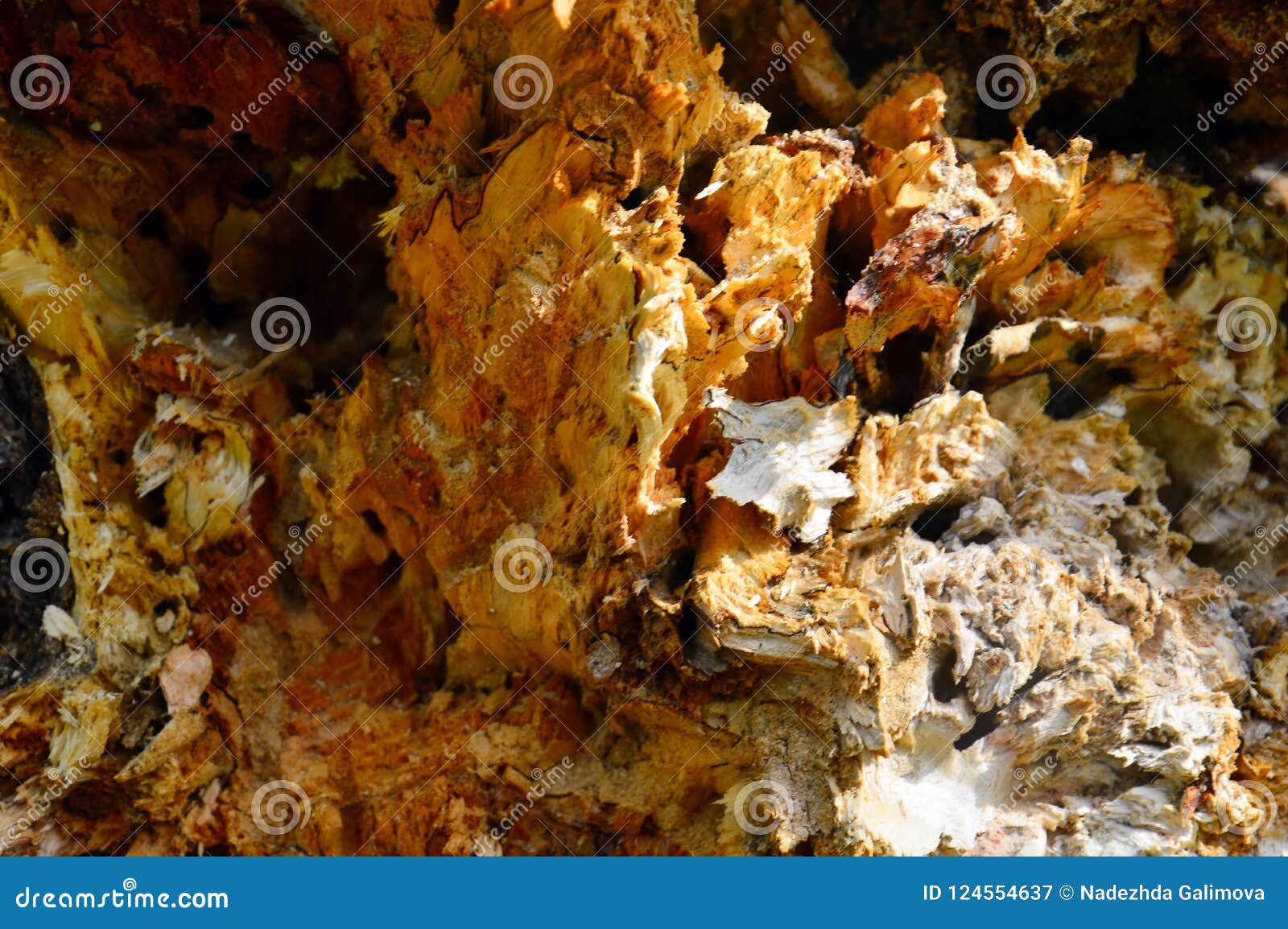 The Texture of a Rotten Tree Trunk. Internally. Abstract Stock Image ...