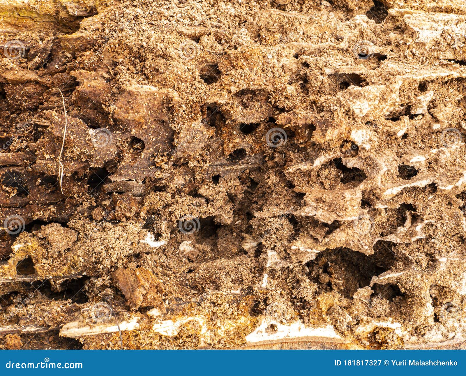 Texture of Rotten Wood Eaten by Insects Stock Image - Image of larva ...
