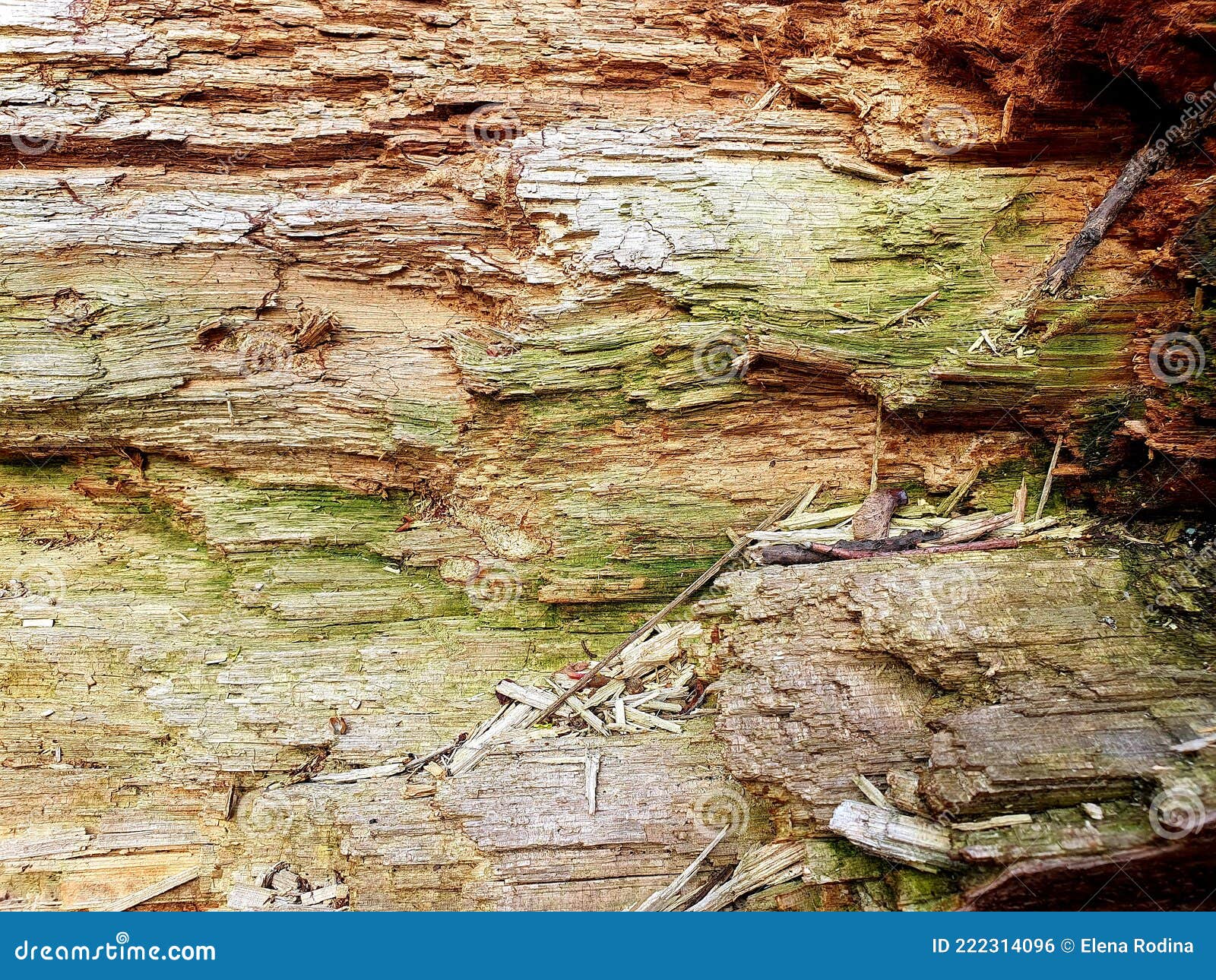 The Texture of Rotten Wood. Old Tree Close-up Stock Photo - Image of ...