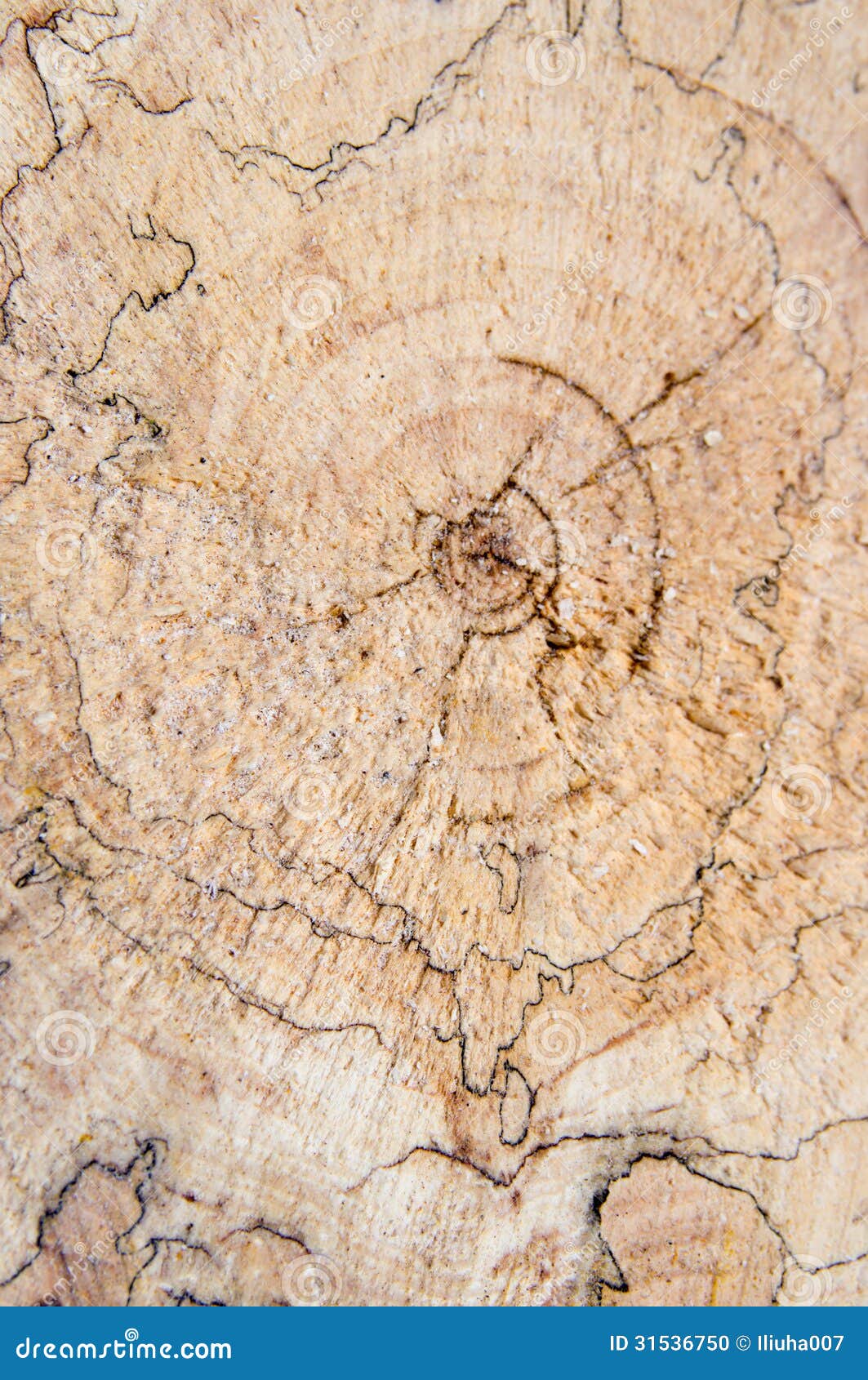 Texture With Rotten Leaves With Fibers Stock Image | CartoonDealer.com ...