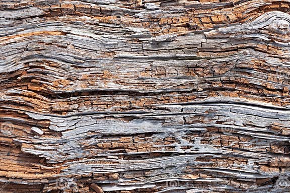 Texture of Rotten Wooden Surface Stock Photo - Image of unpainted ...