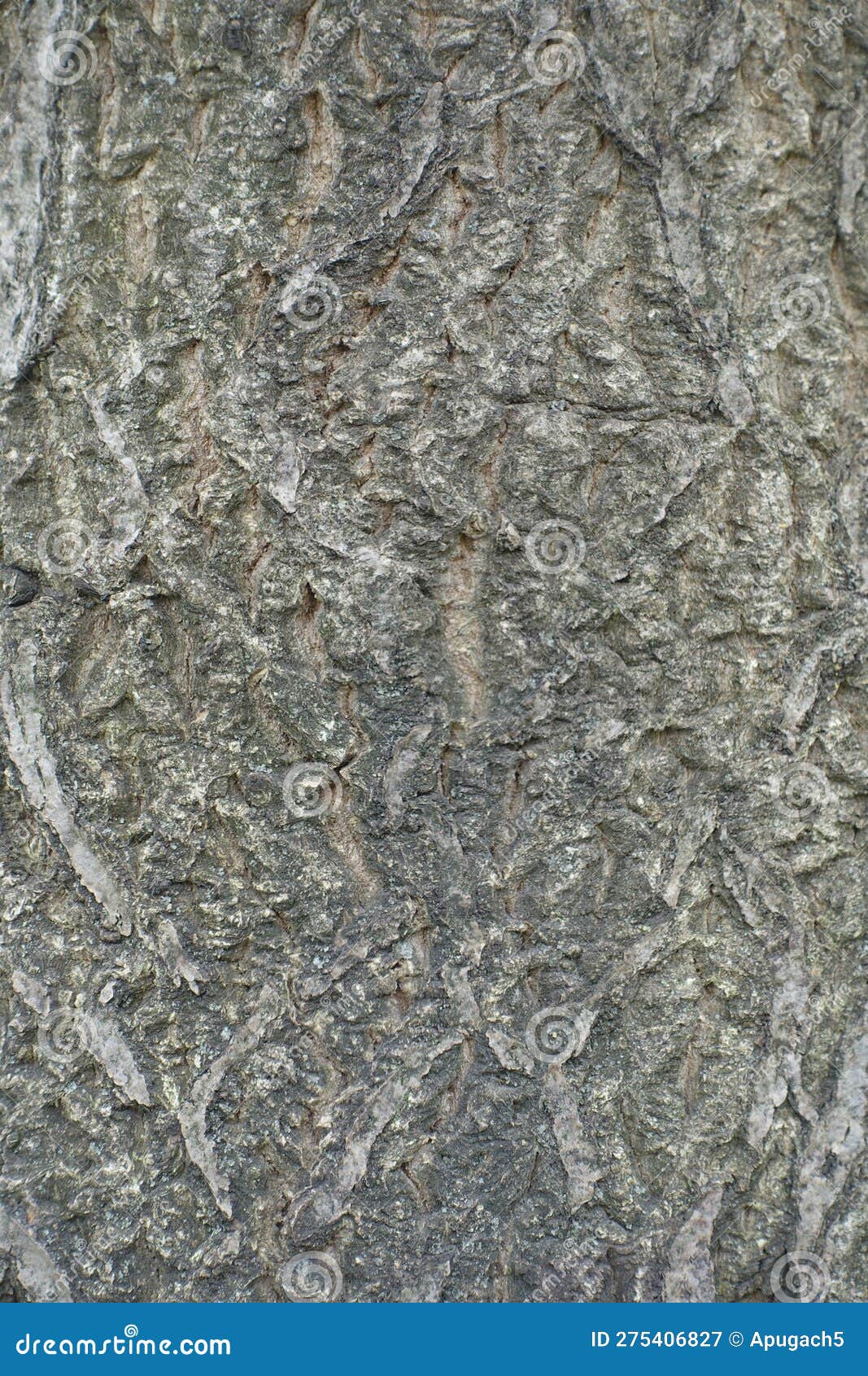 Texture of Rough Grey Bark of Walnut Tree Stock Image - Image of plant ...