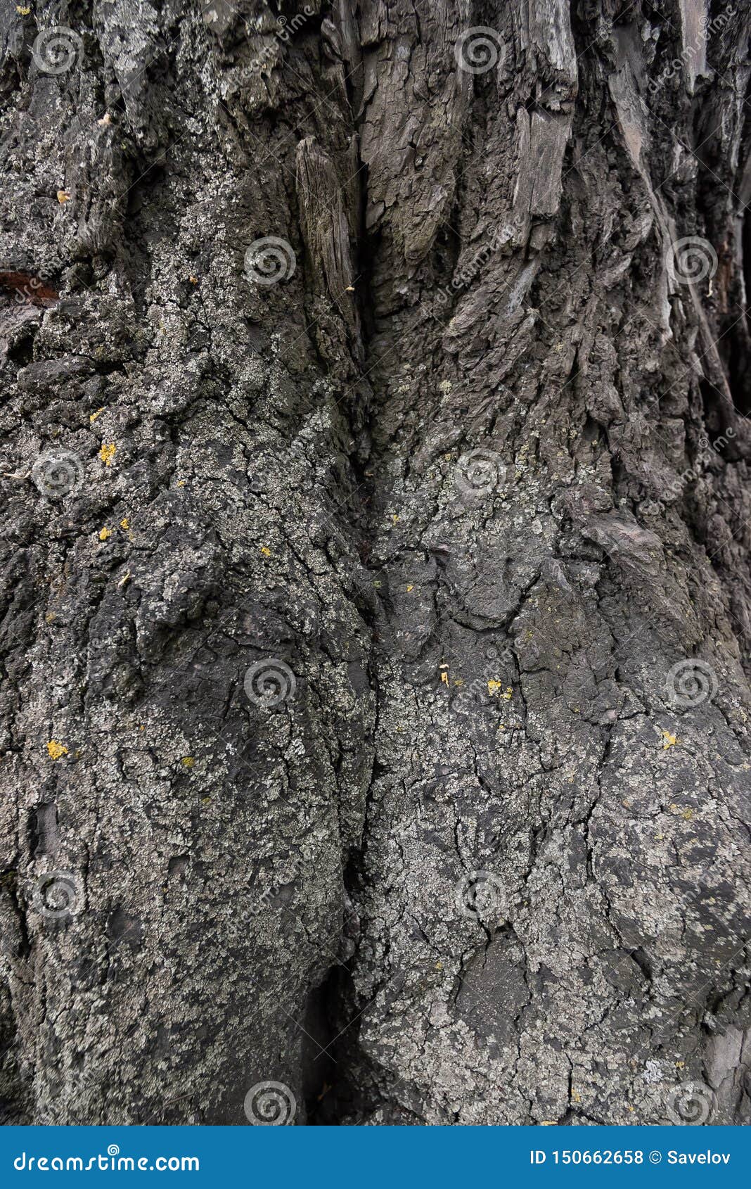 Texture of rough old tree stock photo. Image of weathered - 150662658