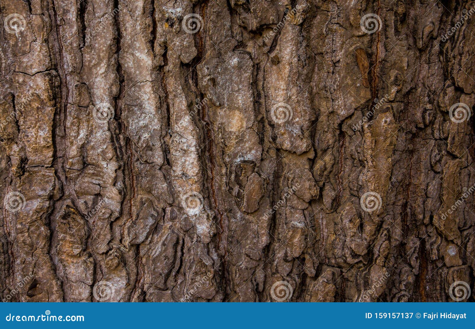 The Texture of Rough Old Tree Bark. Stock Image - Image of artistic ...