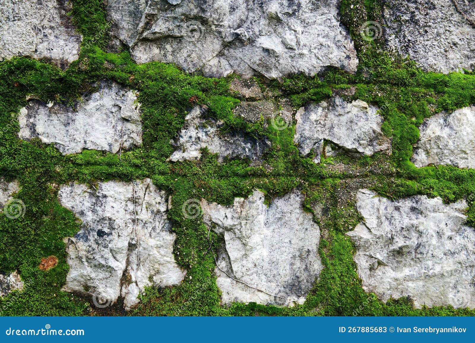 Texture of the Rough Stone Bricks Wall Covered by Fresh Green Moss ...