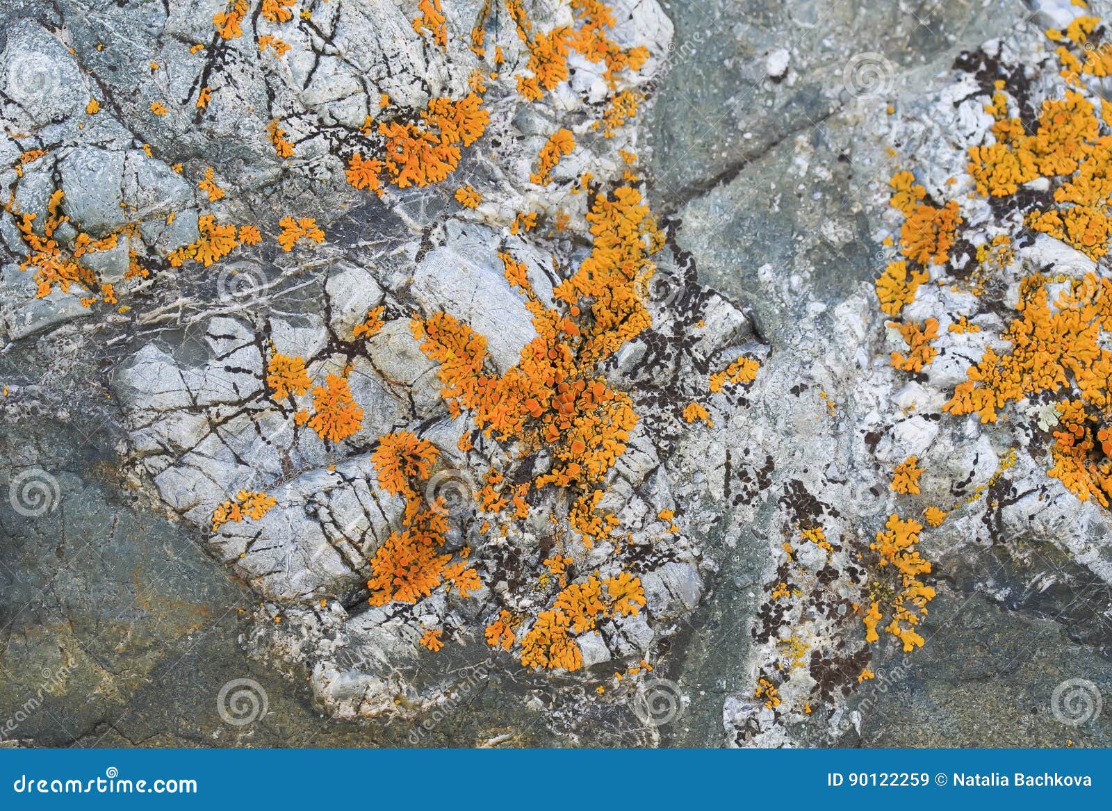 Texture of Rough Stone Covered with Tufts of Moss Stock Image - Image ...