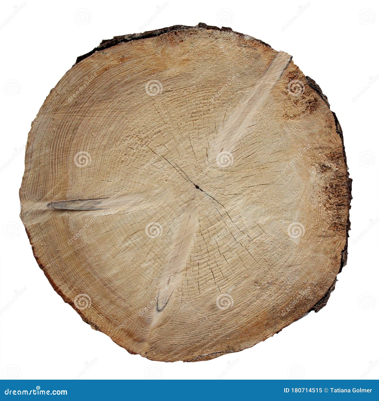 Texture of a Round Cut of Wood on a White Isolated Background. Slivers ...