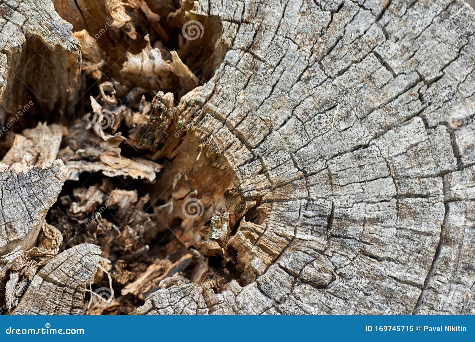 Texture of a Round Old Rotten Tree Stock Image - Image of middle ...