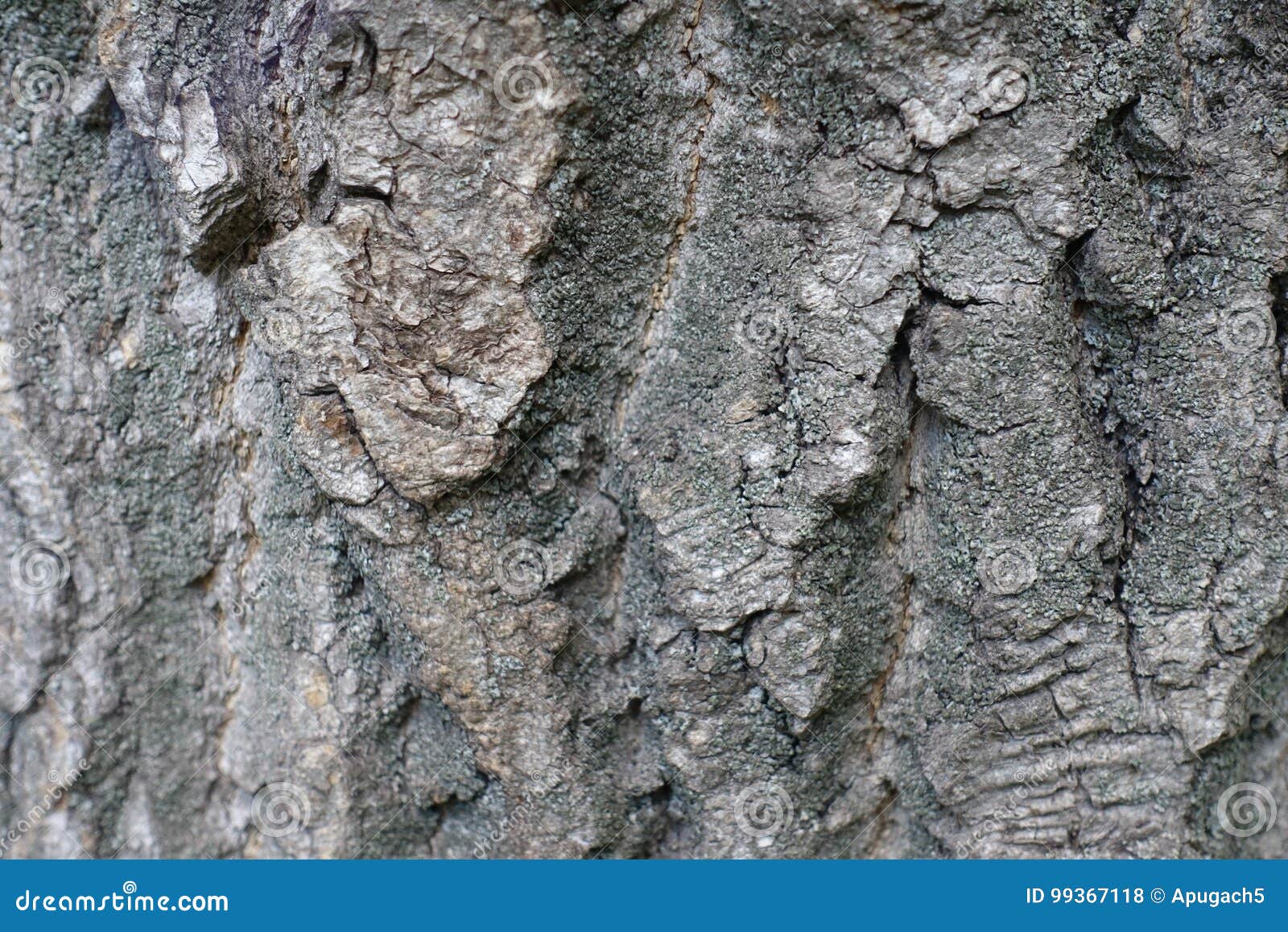 Texture of Rugged Tree Bark Surface Stock Photo - Image of nature ...