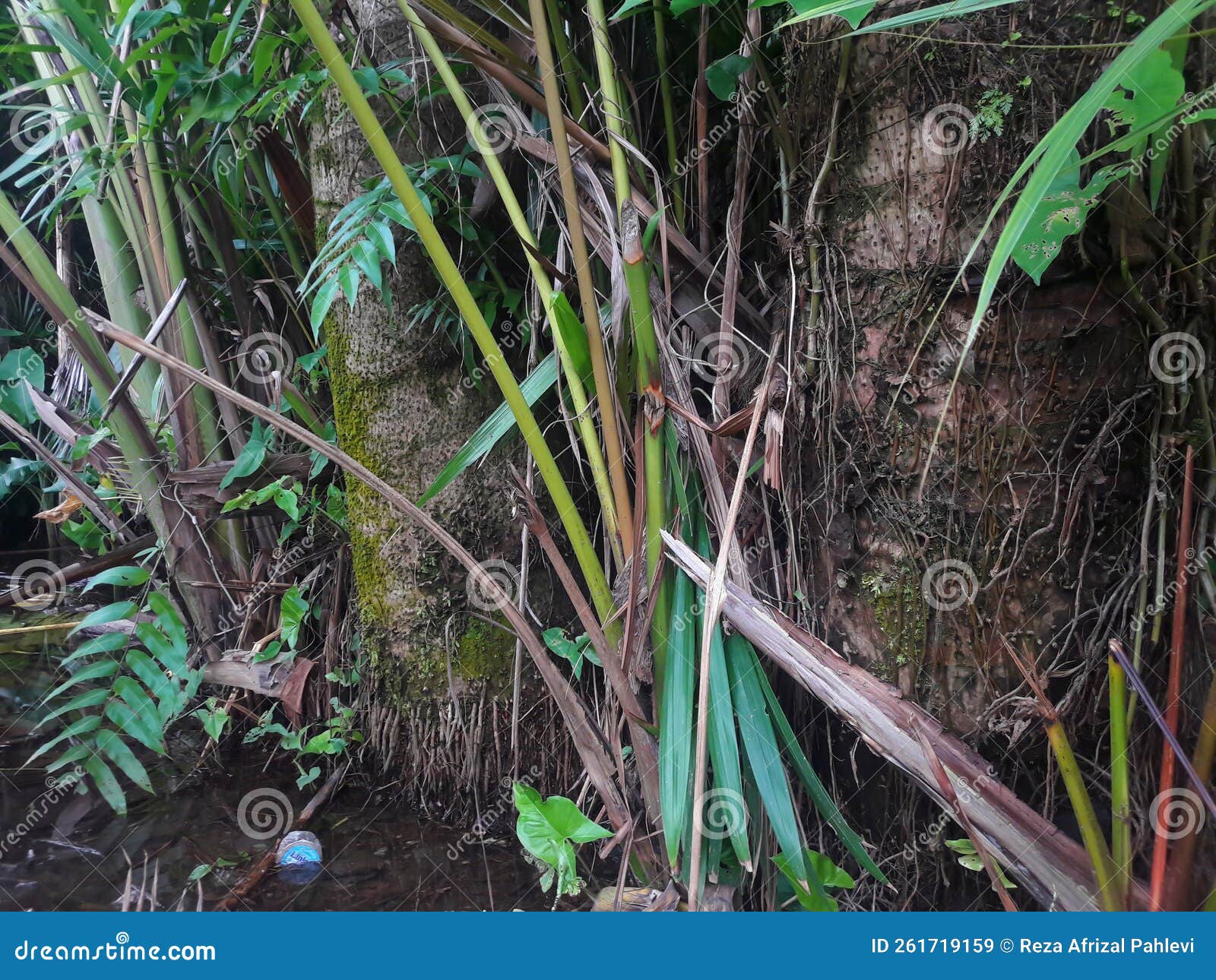 Texture of Rumbia Tree Trunks Growing in a Swamp Stock Image - Image of ...