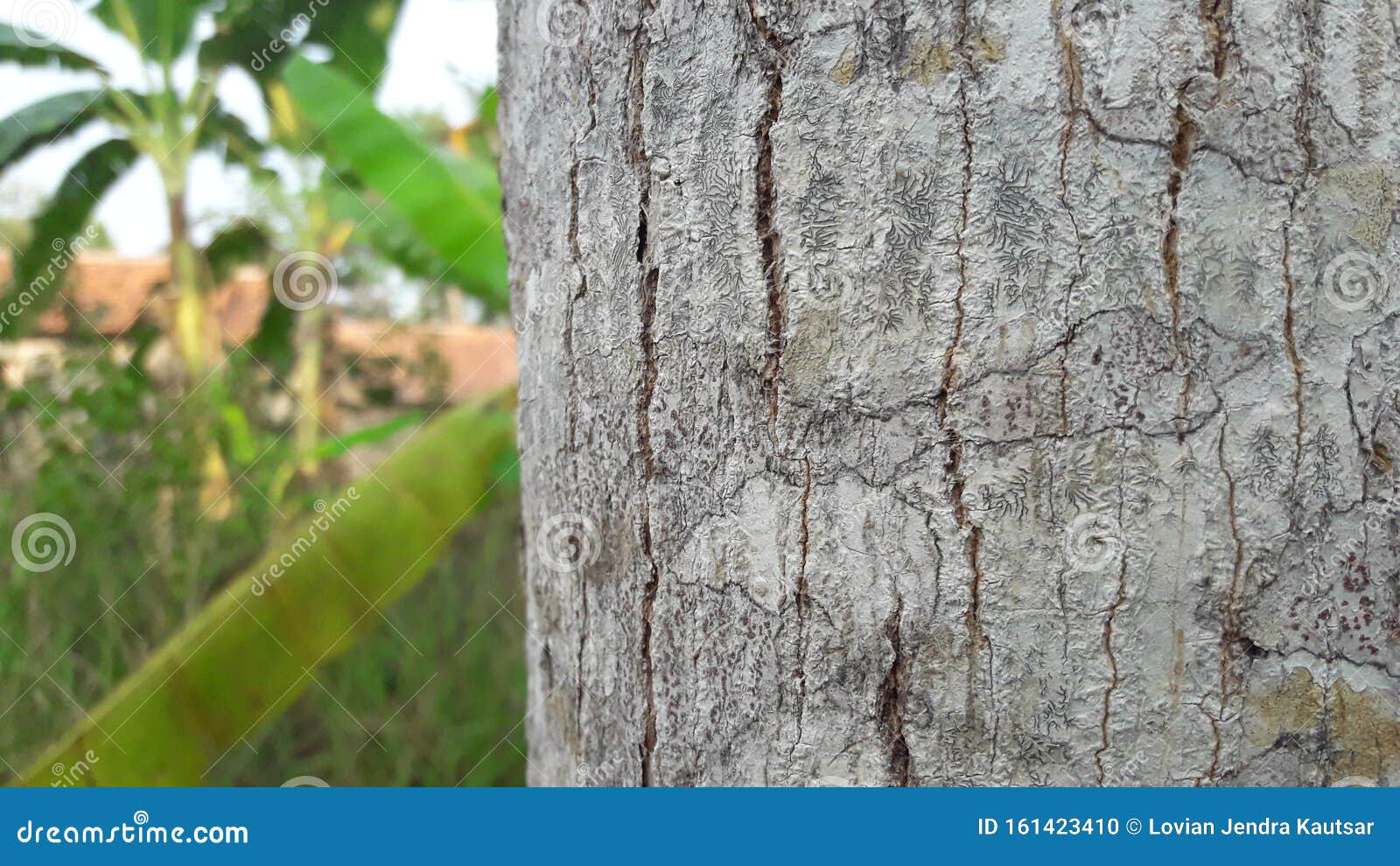 Texture of the Saga Tree Bark Stock Photo - Image of tree, bark: 161423410