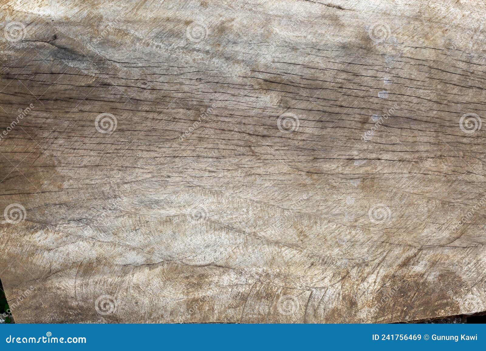 Texture of Samanea Saman Tree Stock Image - Image of evergreen, pattern ...