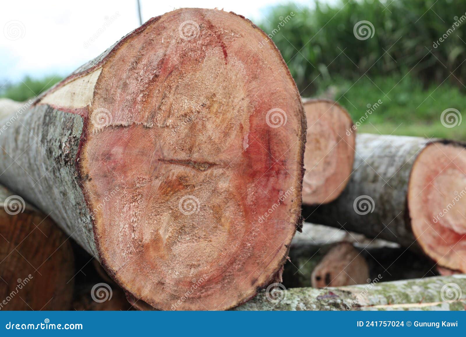 Texture of Samanea Saman Tree Stock Photo - Image of forest, dark ...