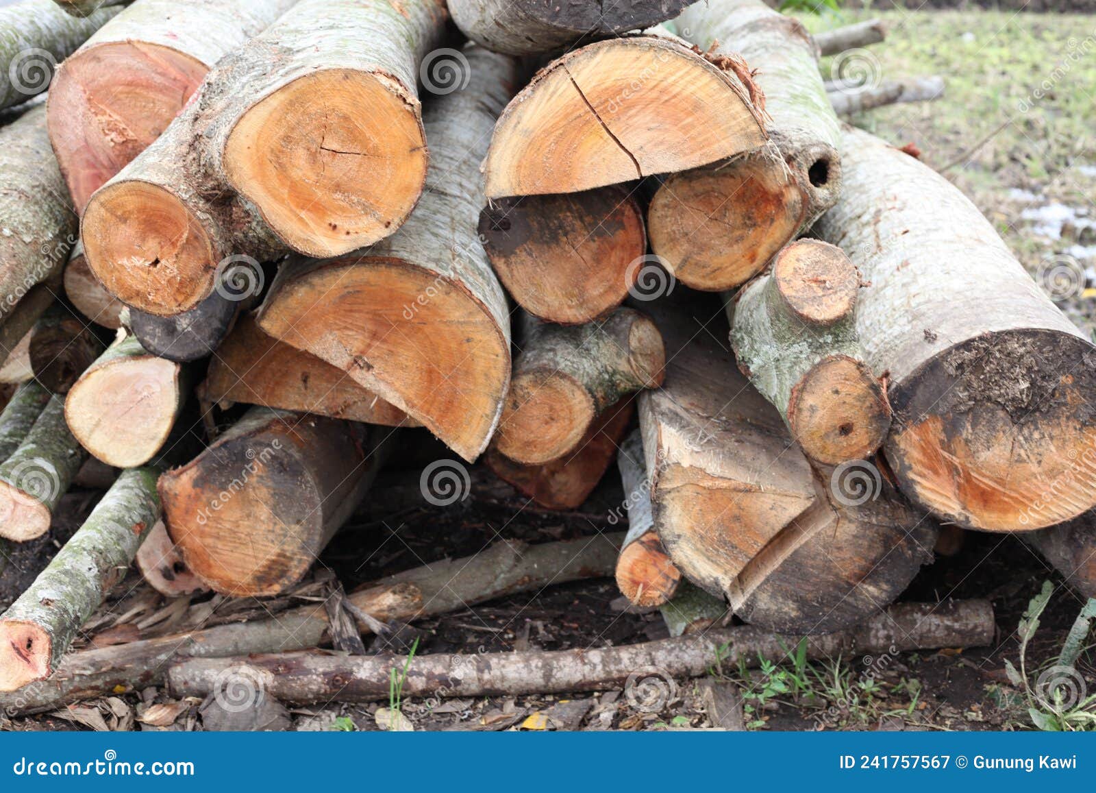 Texture of Samanea Saman Tree Stock Image - Image of pattern, black ...