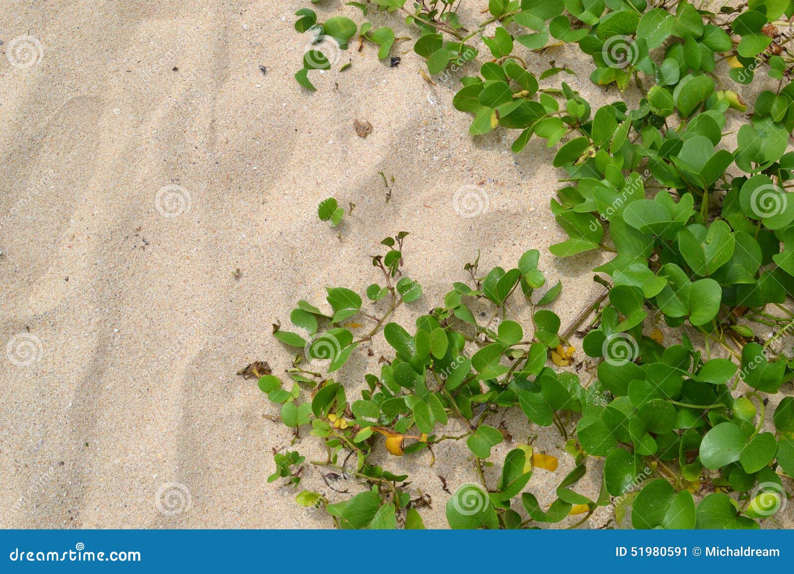 Texture- sand beach stock image. Image of plant, textured - 51980591